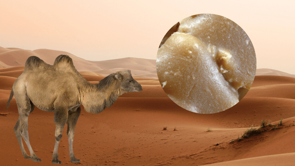 Graisse de chameau : a-t-elle des bienfaits pour les enfants